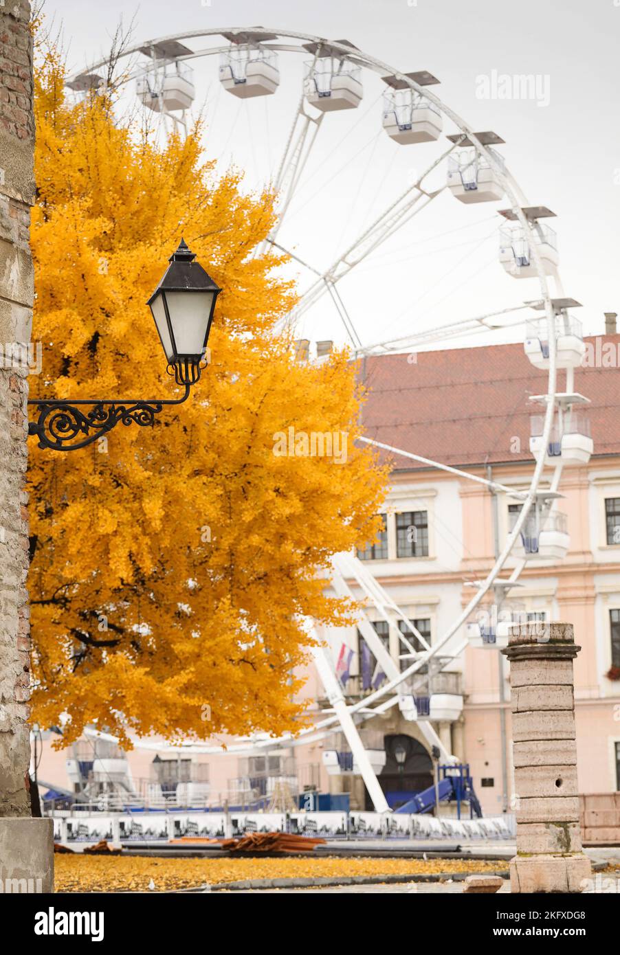 Famous ginkgo tree in autumn colours at Holy Trinity square in Osijek ...