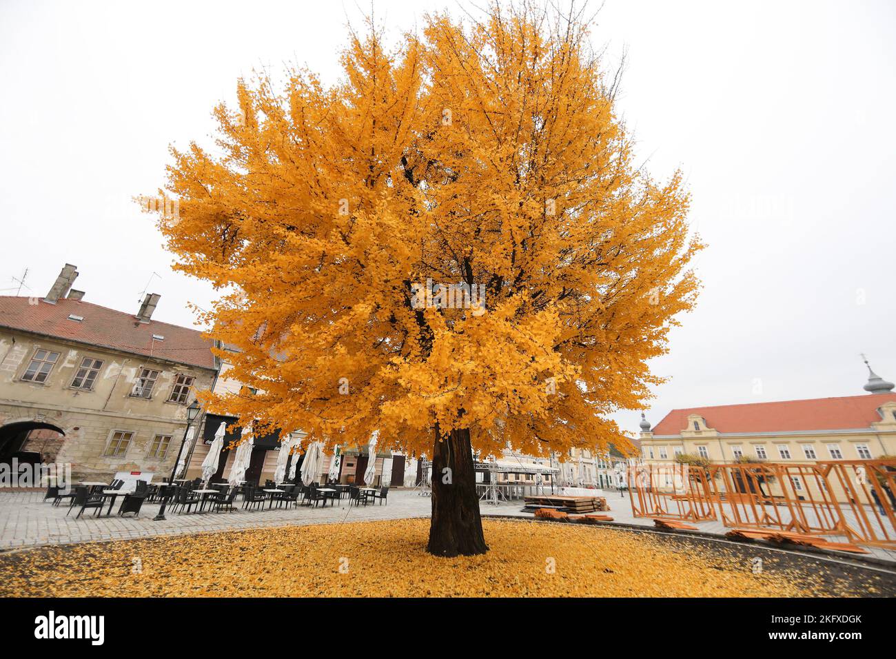 Famous ginkgo tree in autumn colours at Holy Trinity square in Osijek ...