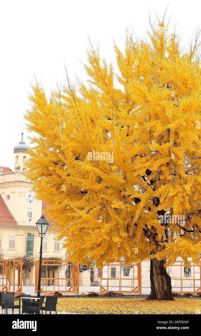 Famous ginkgo tree in autumn colours at Holy Trinity square in Osijek ...