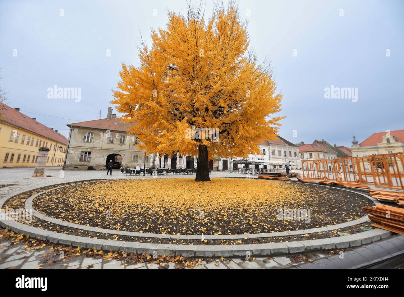Famous ginkgo tree in autumn colours at Holy Trinity square in Osijek ...