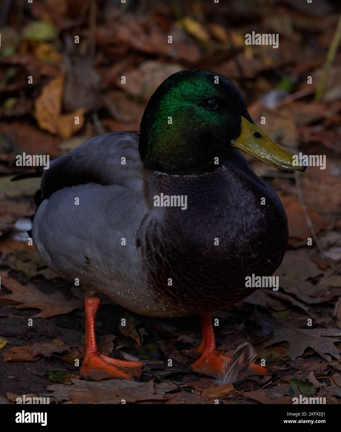 A mallard duck standing in the autumn leaves Stock Photo - Alamy