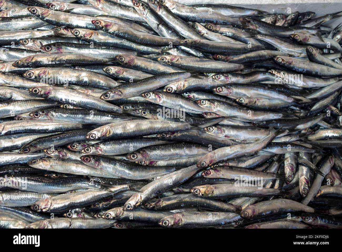 Fresh Anchovies from the Black sea (Karadeniz hamsi) for sale at a fish ...
