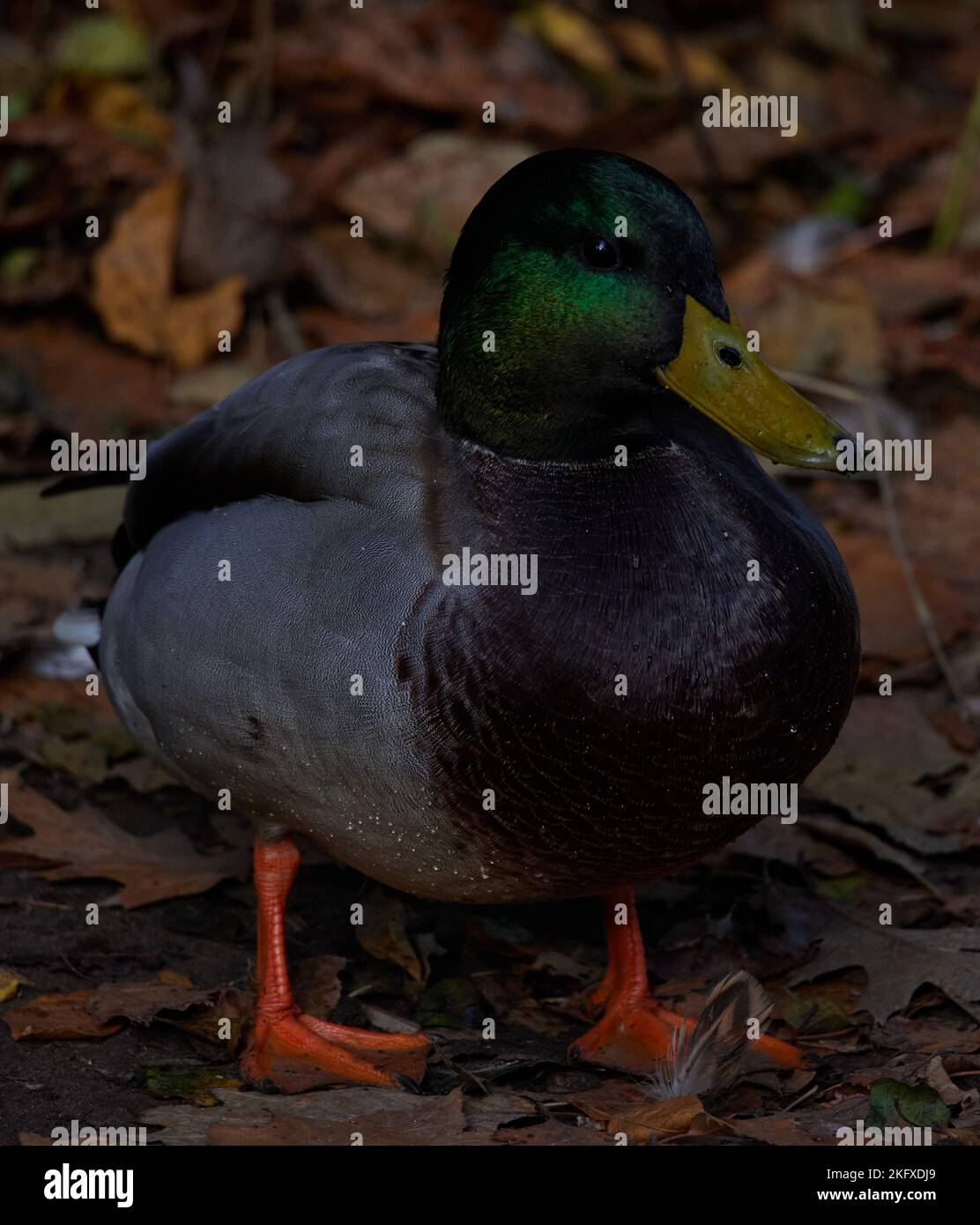 Yellow duck feet hi-res stock photography and images - Alamy