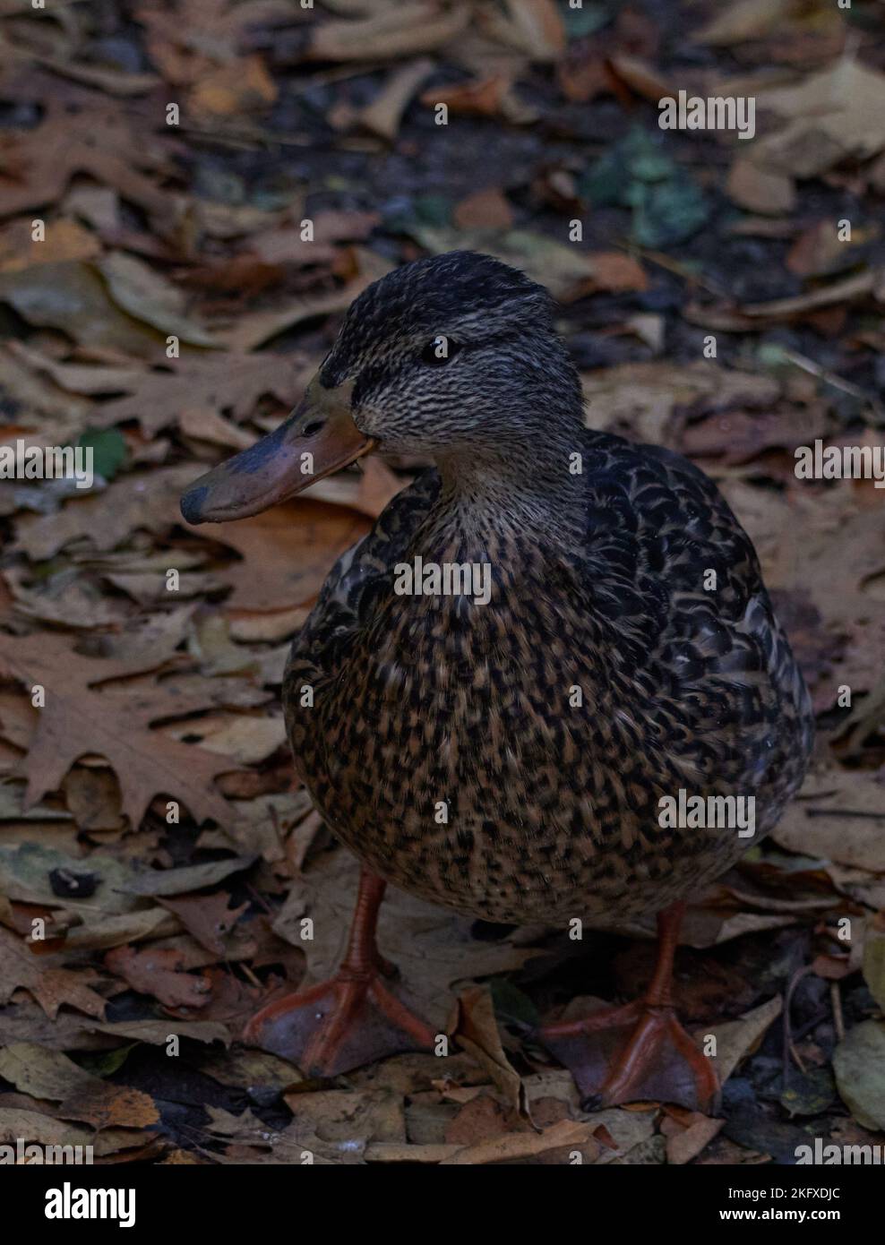 Duck on leaves hi-res stock photography and images - Alamy