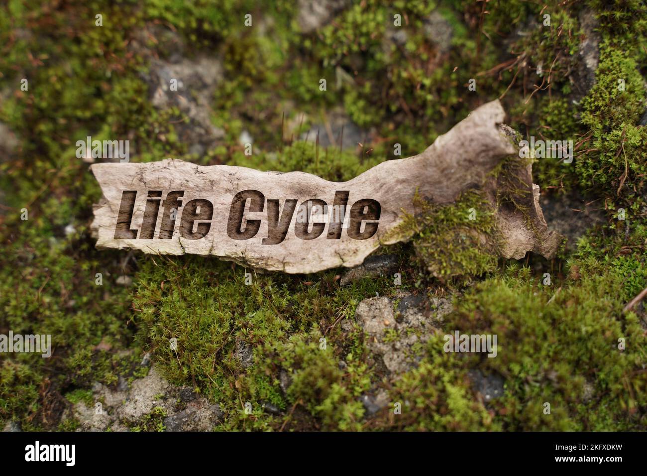 Ecology. Among the green moss lies a piece of wood with the inscription ...