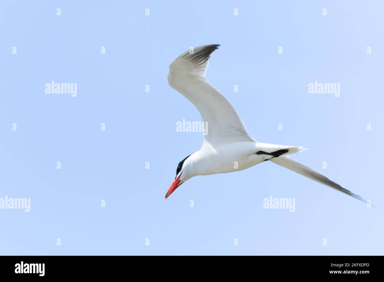 Caspian tern flying overhead with bright red beak Stock Photo - Alamy