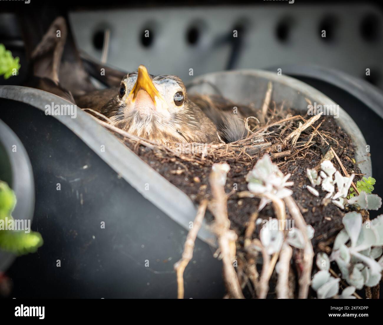 Female blackbird nesting in wall garden surrounded by potted small ...