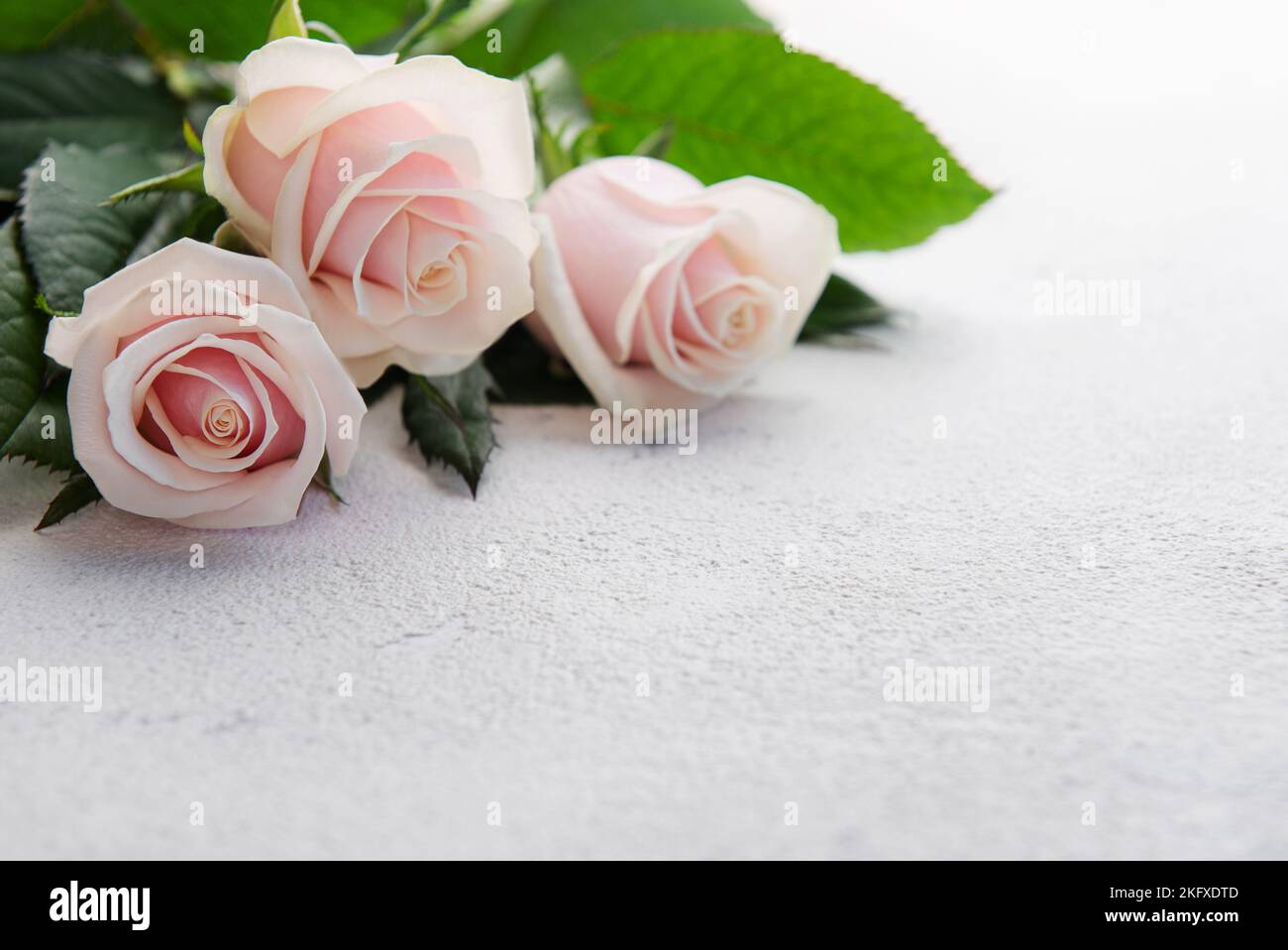 Top view on pink roses on a grey concrete background. The concept of ...