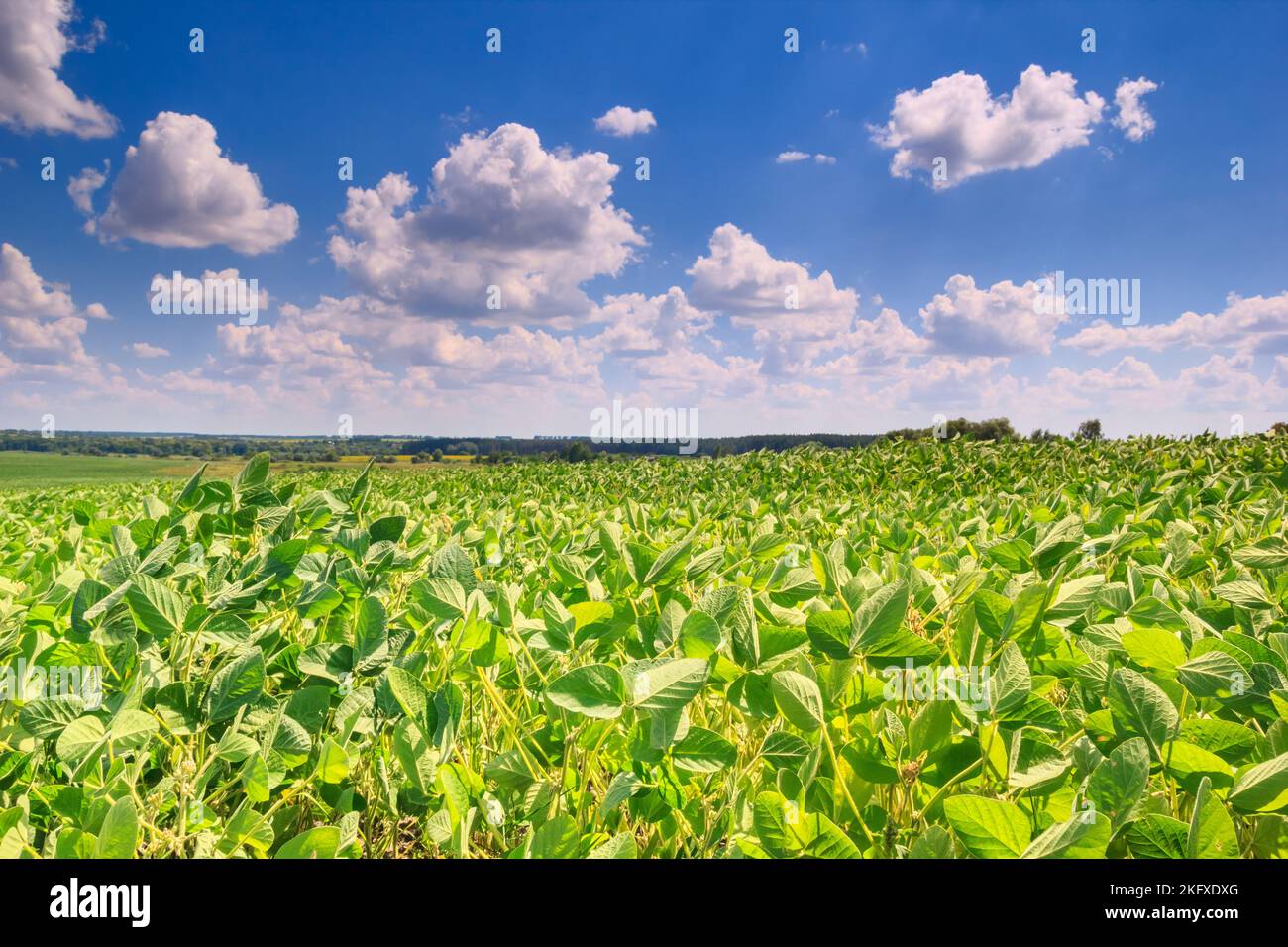 Rural landscape - field the soybean (Glycine max) in the rays summer ...