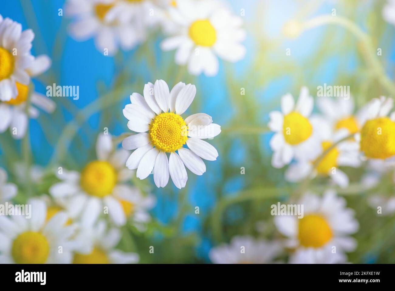 White matricaria flowers on hi-res stock photography and images - Alamy