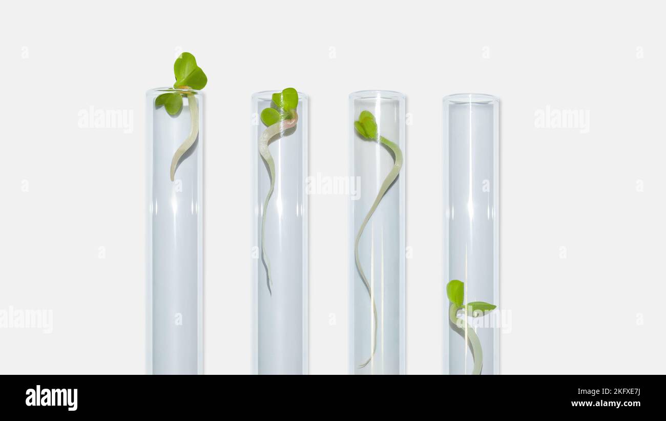 Four transparent laboratory tubes with plant sprouts. Greens, sprouts ...