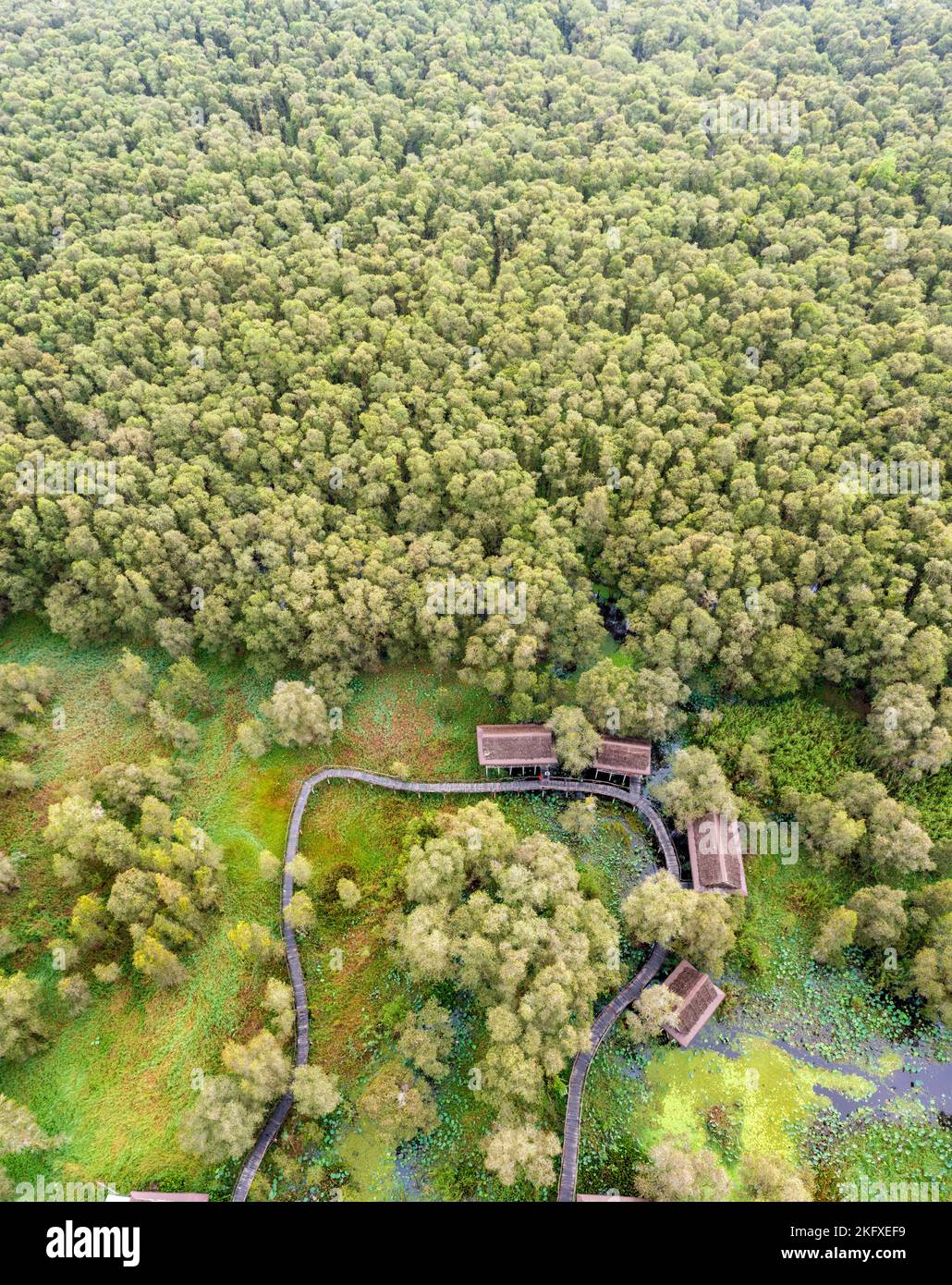 Tra Su forest - Melaleuca Cajuputi forest, a famous destination to ...