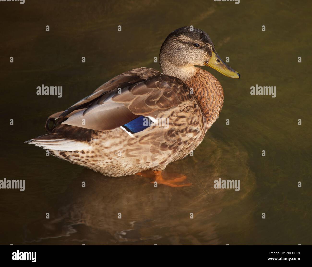 Duck in rock on hi-res stock photography and images - Alamy