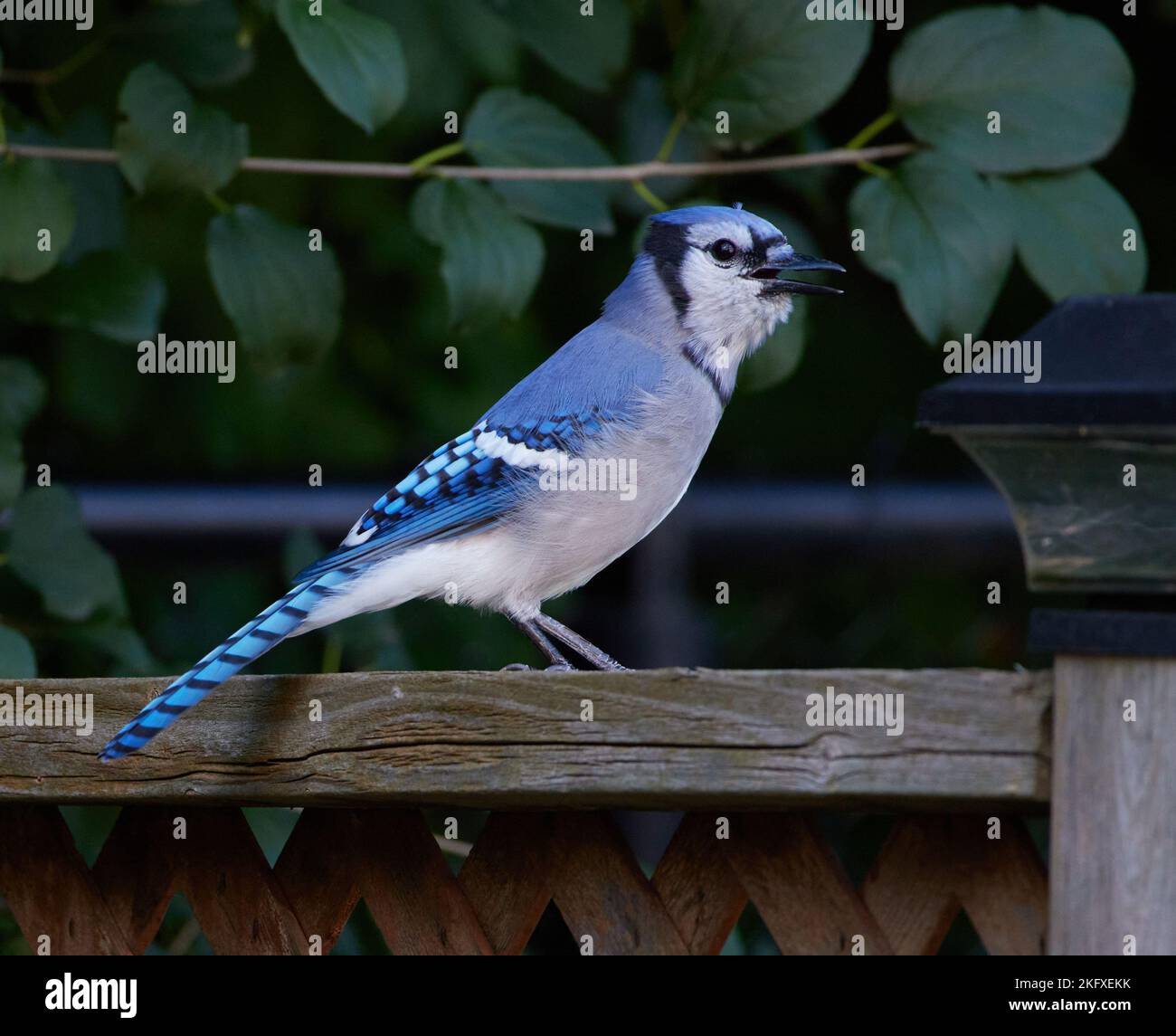 Blue Jay perched on a wooden fence with green leaves in the background ...