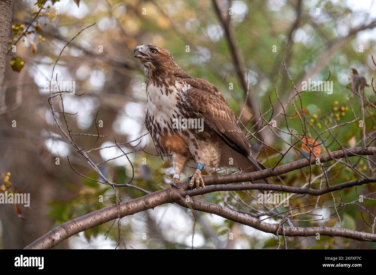 Juvenile Red-tailed Hawk in Central Park, New York Stock Photo - Alamy