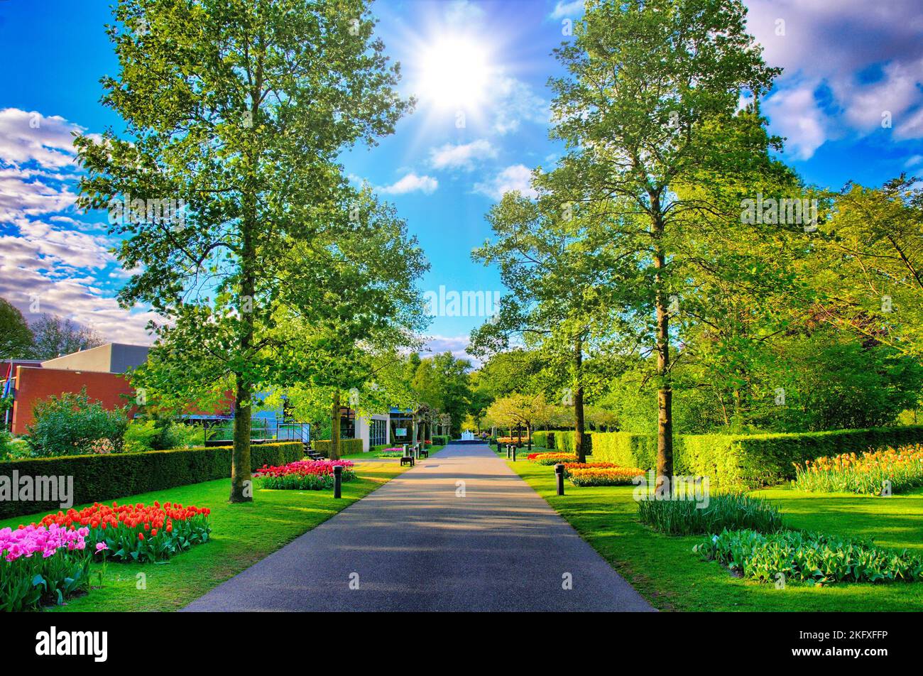 Shadowy alley in Keukenhof Park, Lisse in Holland Stock Photo - Alamy