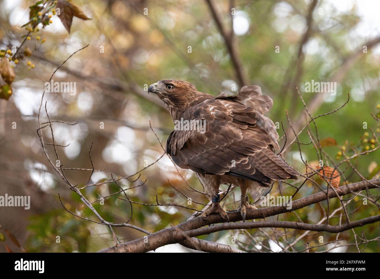 Juvenile Red-tailed Hawk in Central Park, New York Stock Photo - Alamy