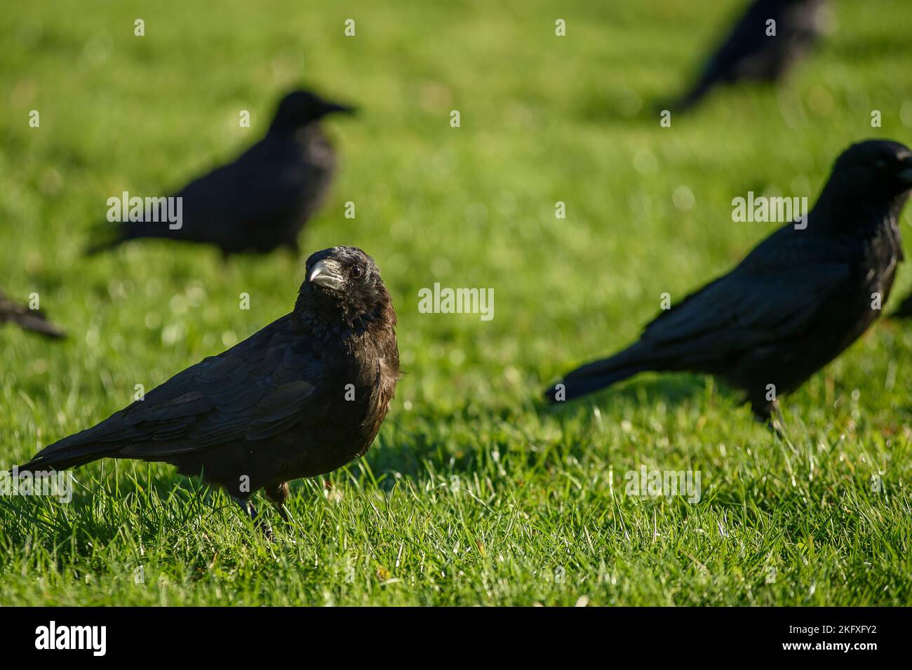 Corneille bird hi-res stock photography and images - Alamy