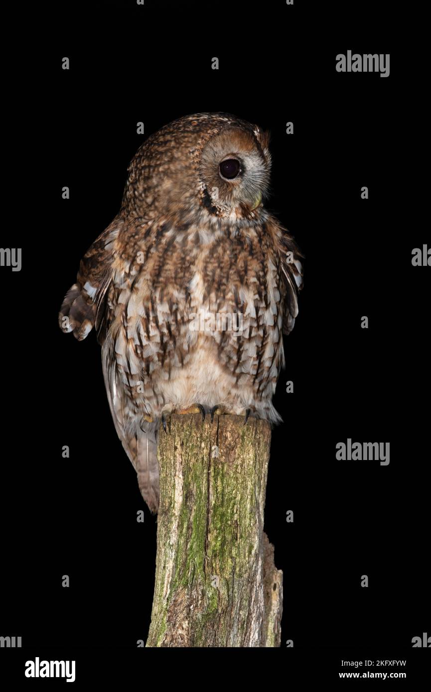 Strix aluco owl hi-res stock photography and images - Alamy