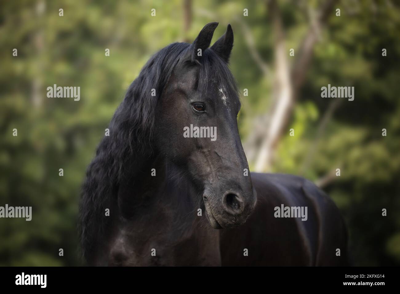 Friesian Horse portrait Stock Photo - Alamy
