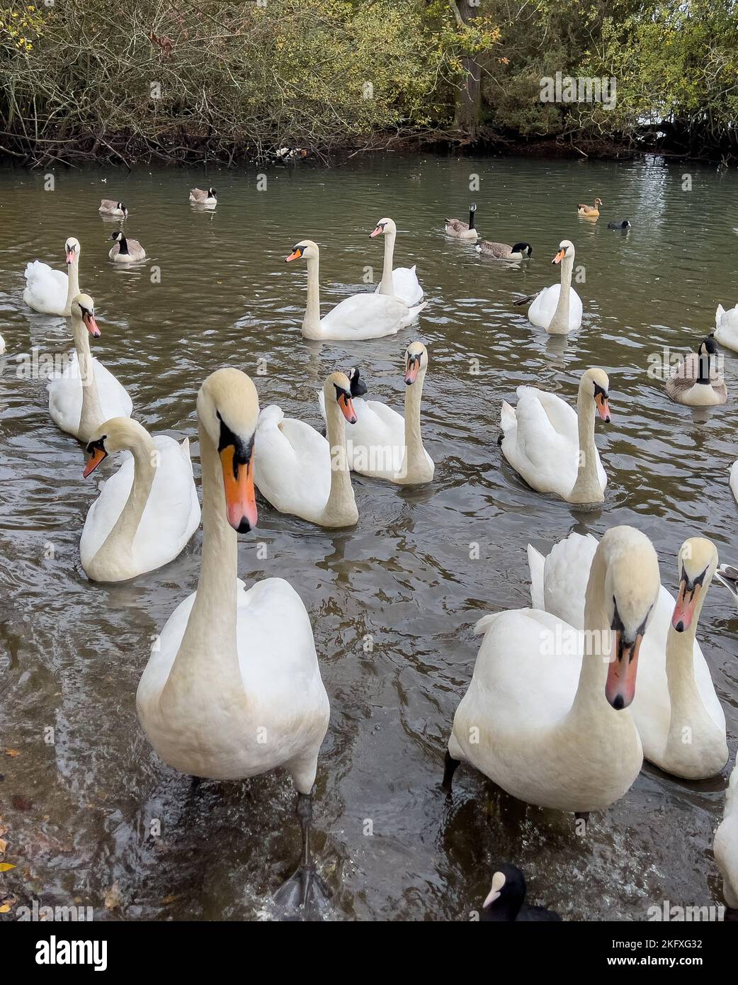 Killed swans hi-res stock photography and images - Alamy