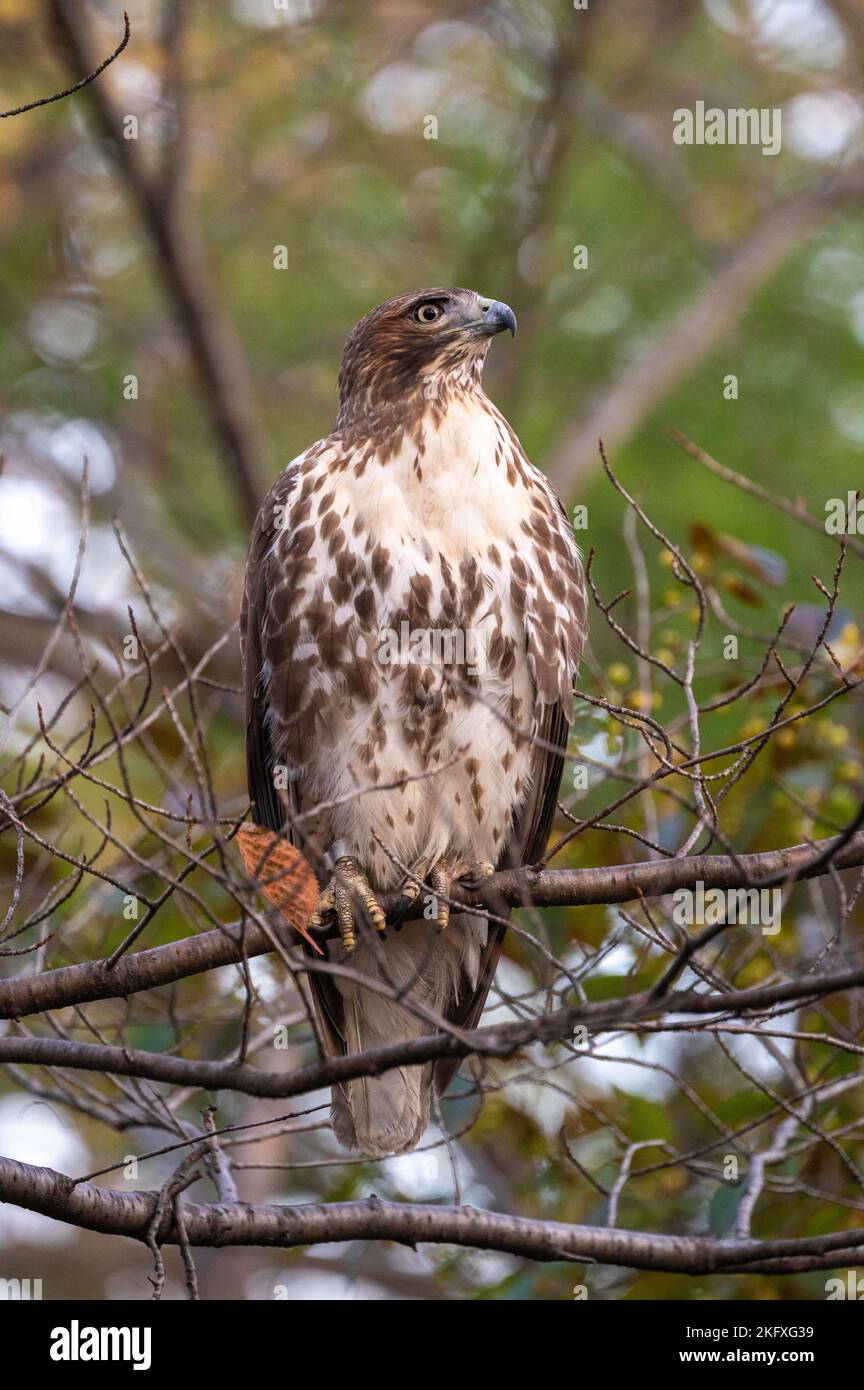 Juvenile Red-tailed Hawk Stock Photo - Alamy