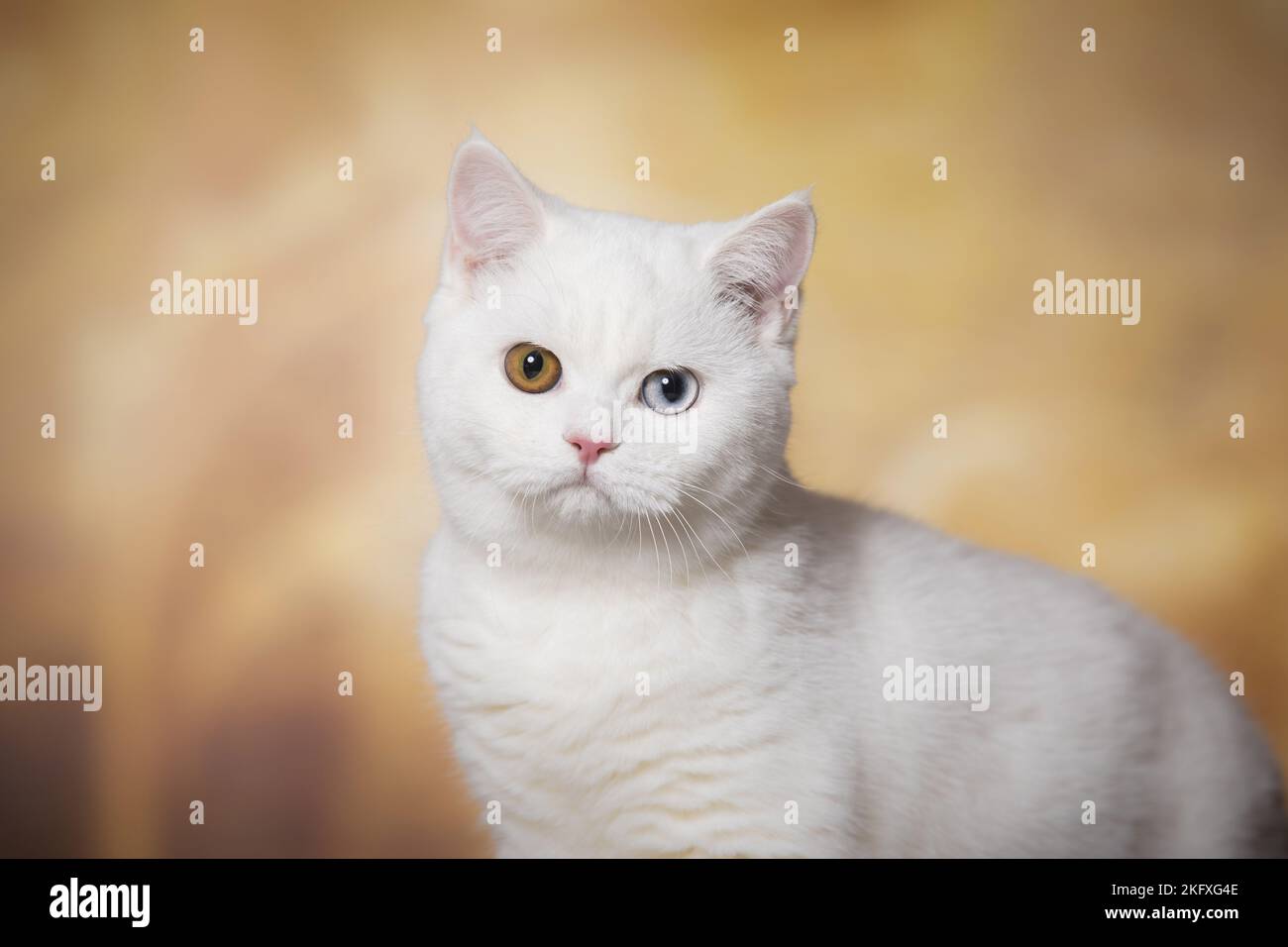 British Shorthair portrait Stock Photo - Alamy