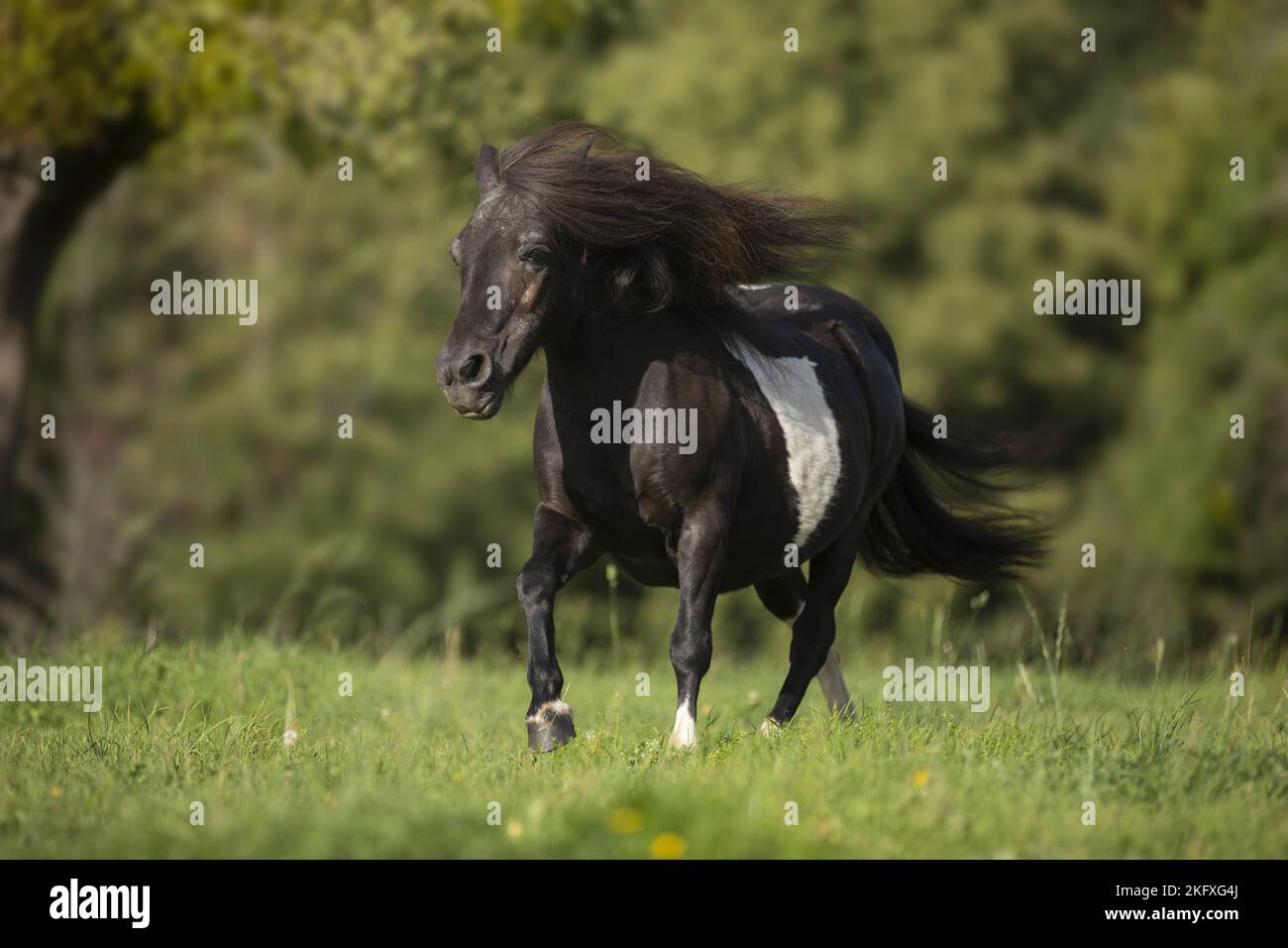 galloping Shetland Pony Stock Photo - Alamy