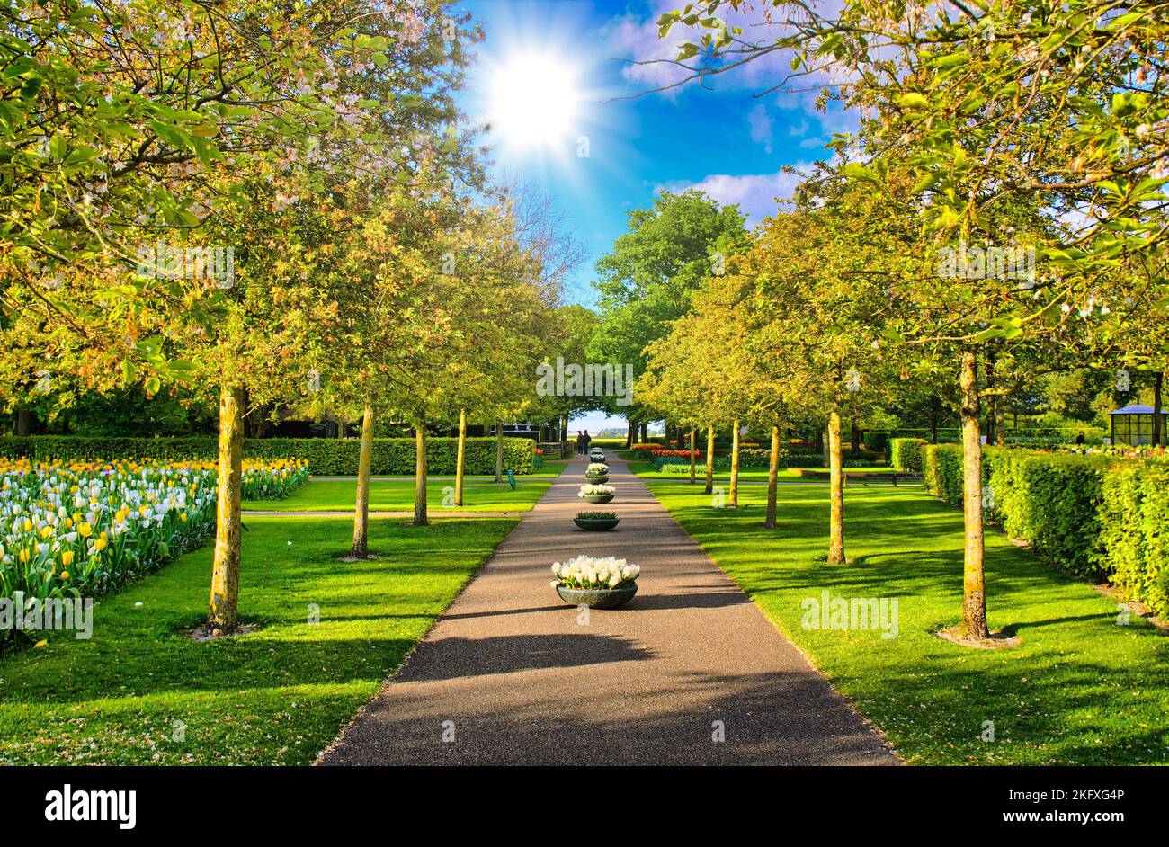 Shadowy alley in Keukenhof Park, Lisse in Holland Stock Photo - Alamy