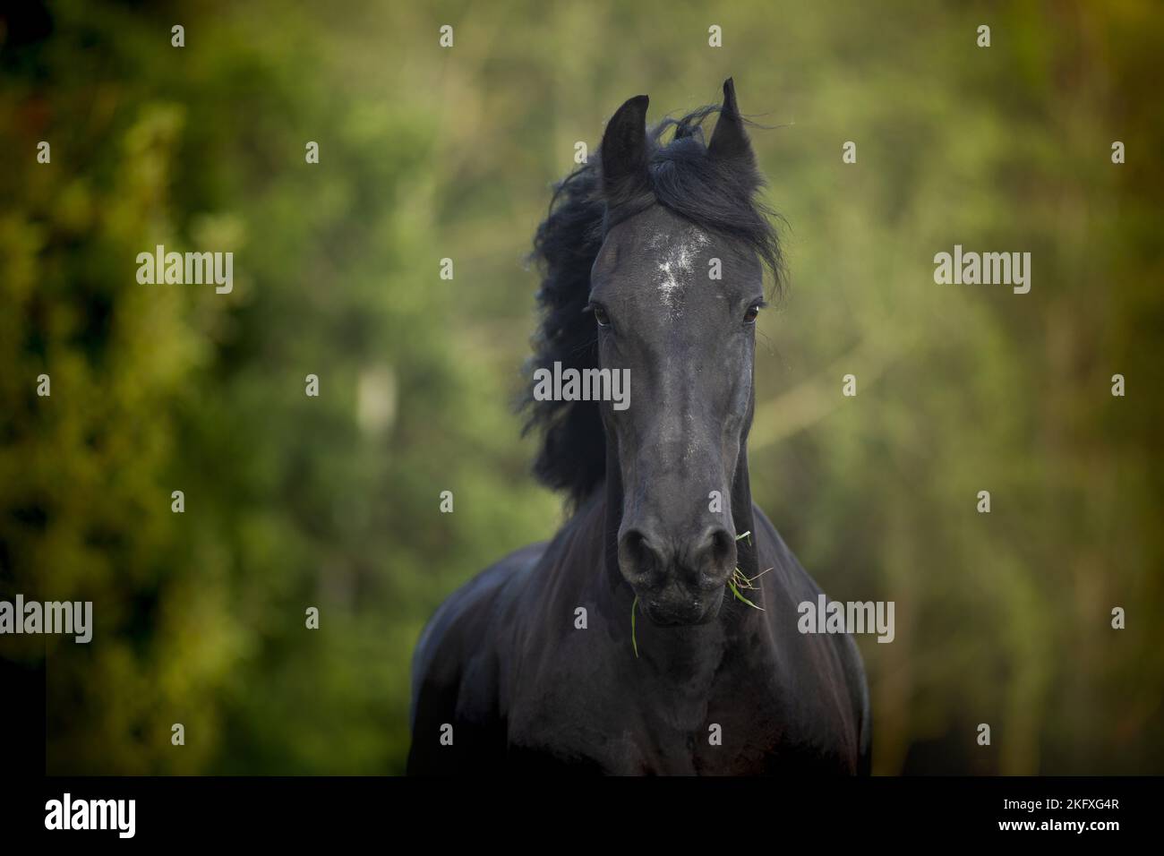 Friesian Horse portrait Stock Photo - Alamy