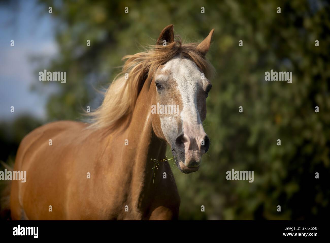 Pony arabian horse cross hi-res stock photography and images - Alamy