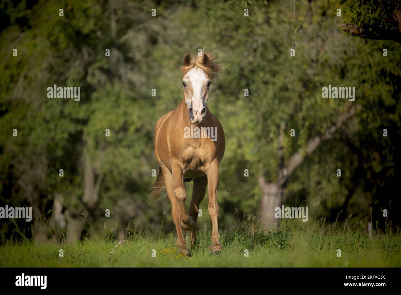 Pony arabian horse cross hi-res stock photography and images - Alamy