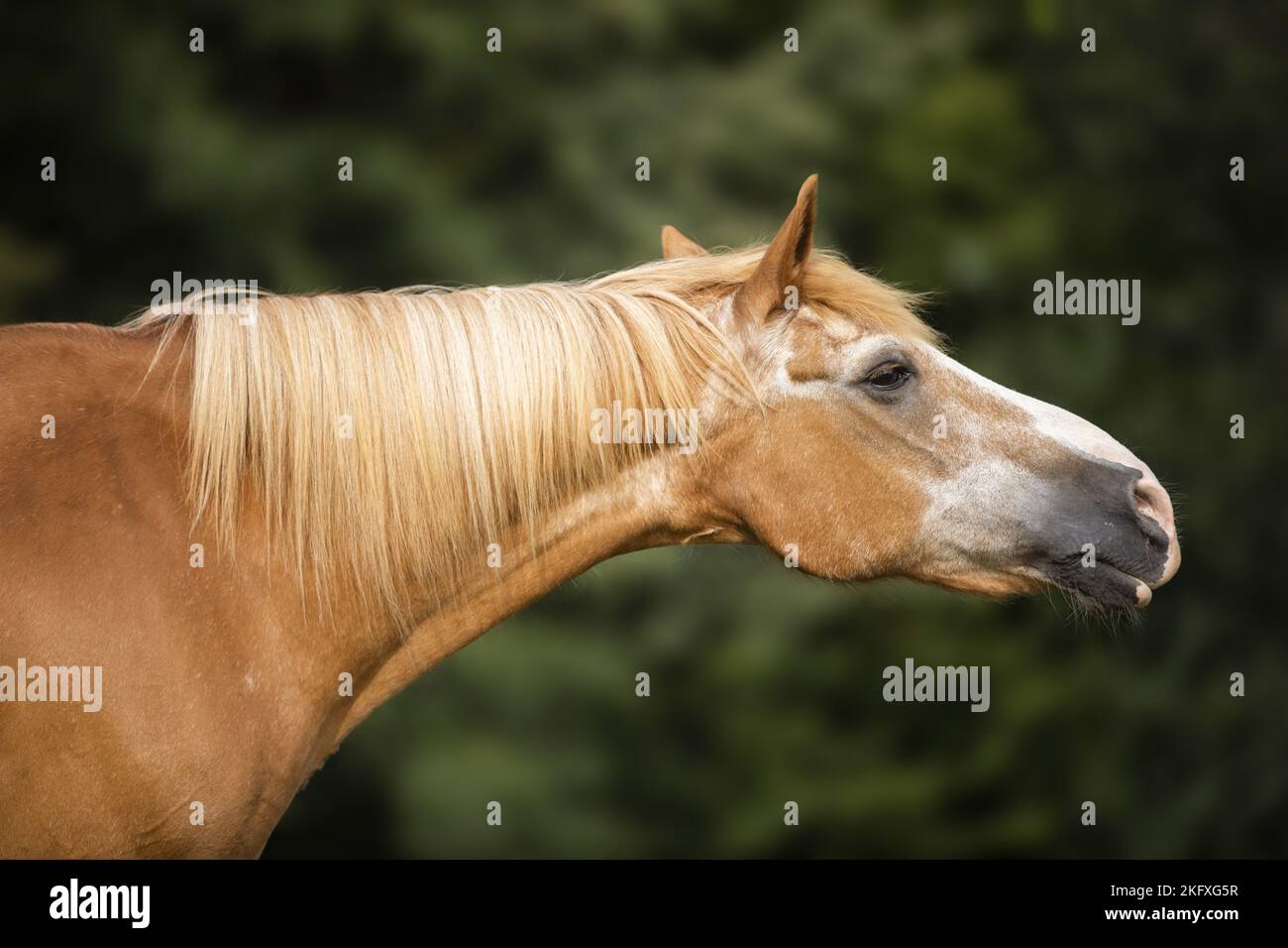 Pony arabian horse cross hi-res stock photography and images - Alamy