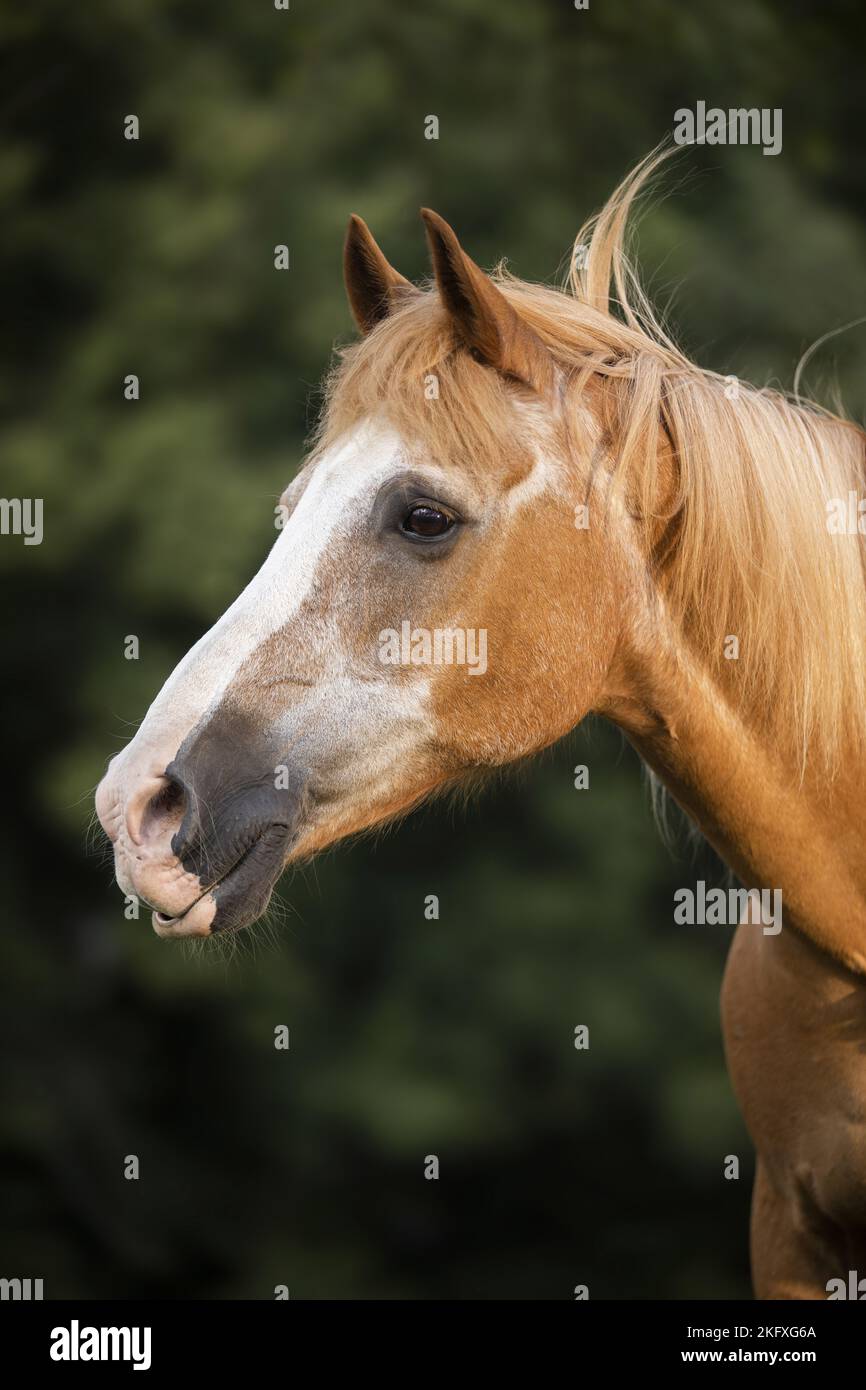 Pony arabian horse cross hi-res stock photography and images - Alamy