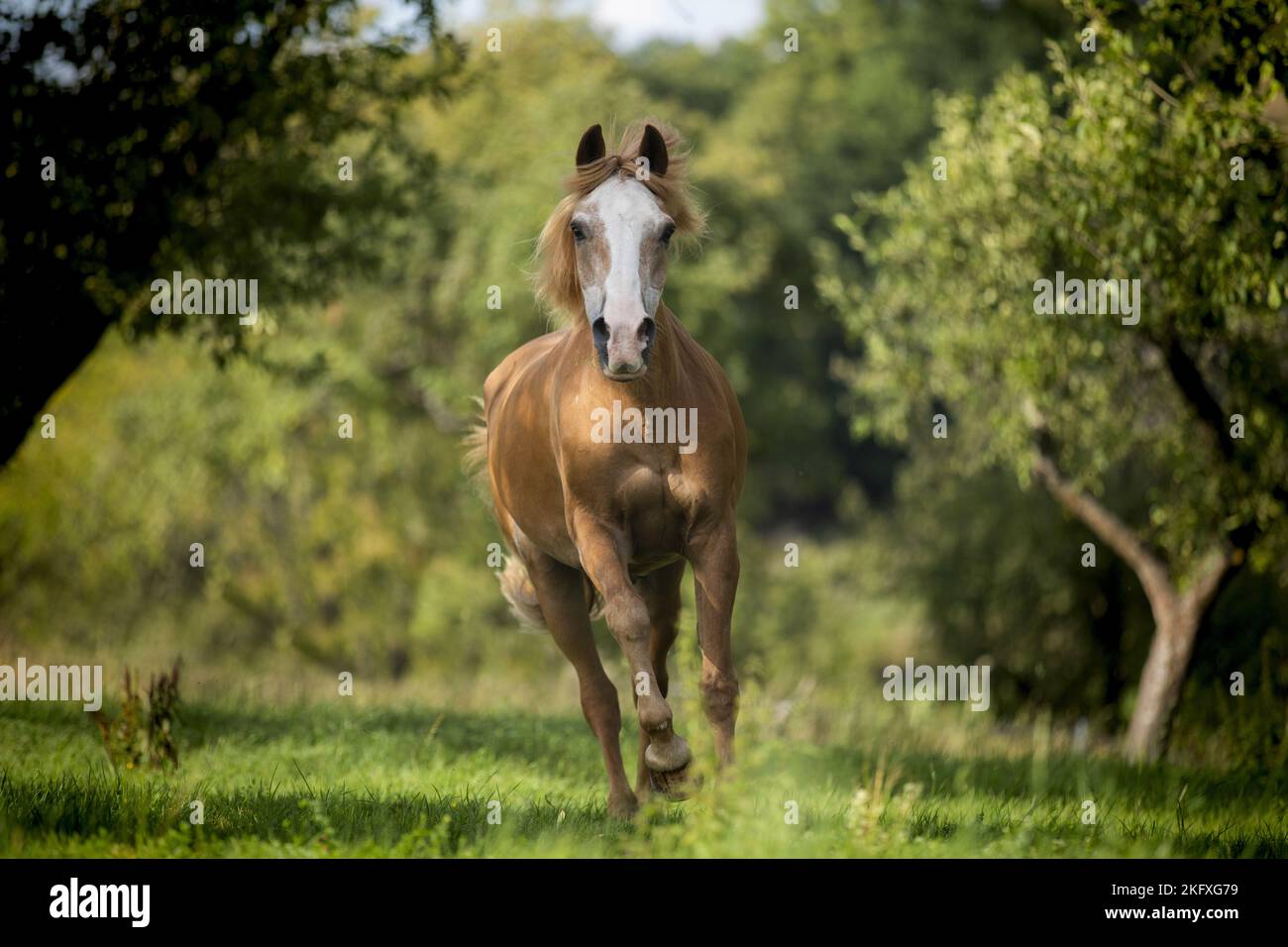 Arabian horse pony cross hi-res stock photography and images - Alamy