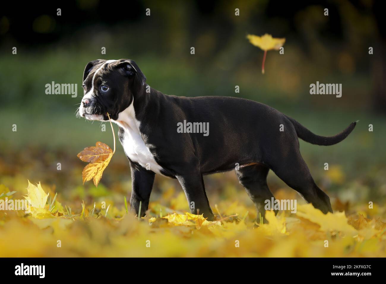 standing American Bulldog Stock Photo - Alamy