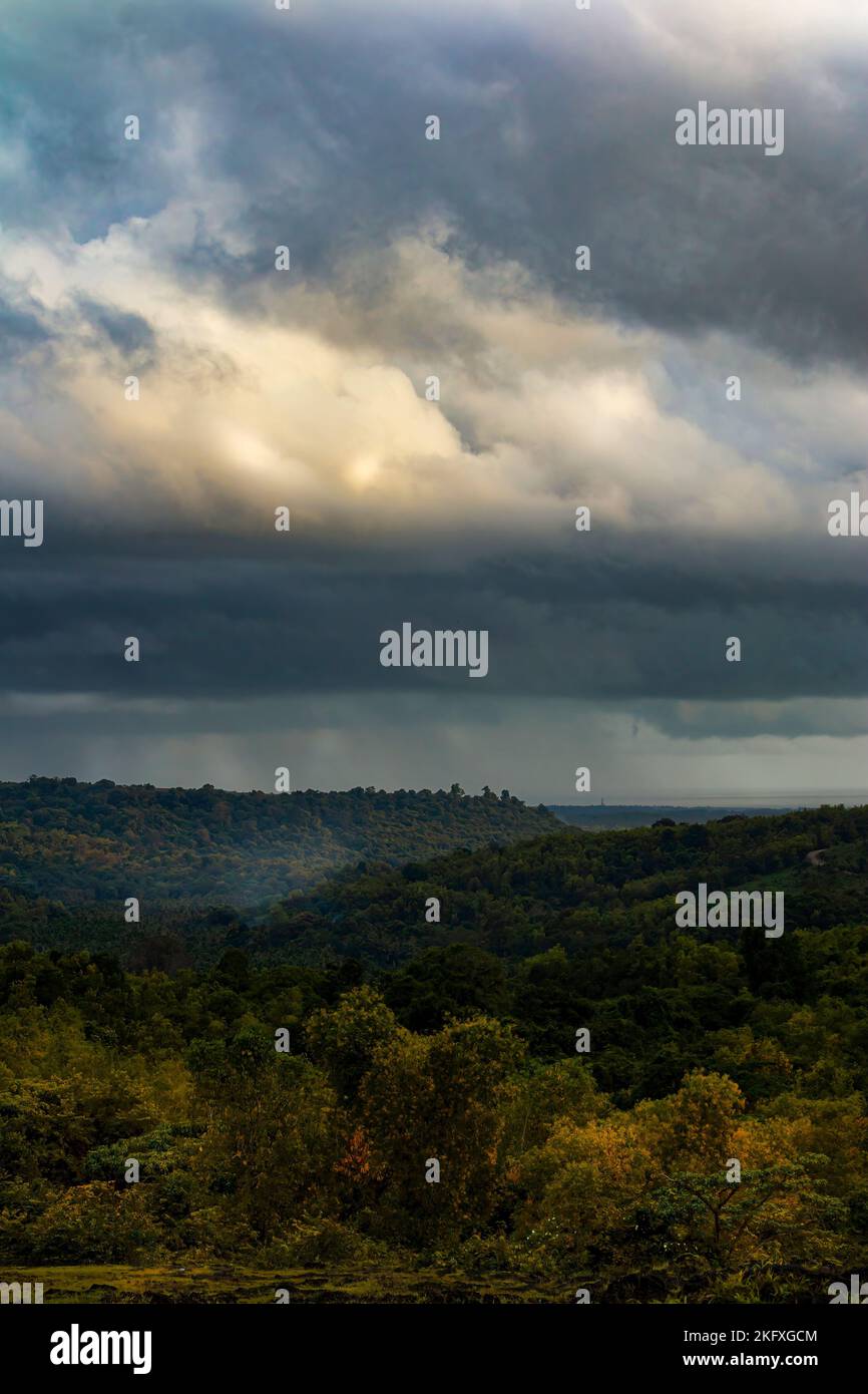 A scenic vertical view of an evergreen forest with lush trees against a ...
