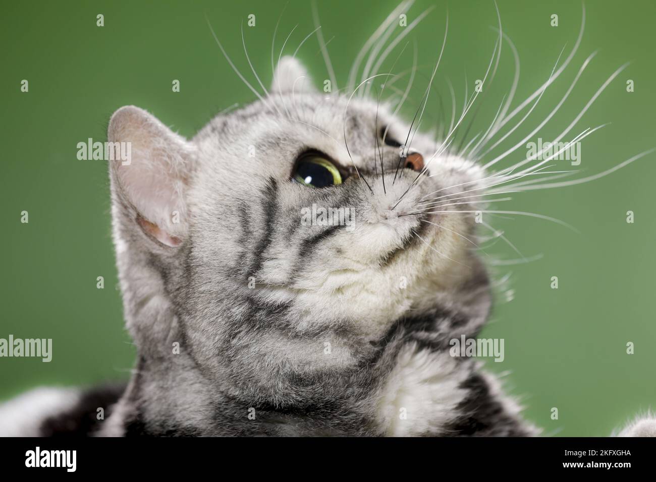British Shorthair portrait Stock Photo - Alamy