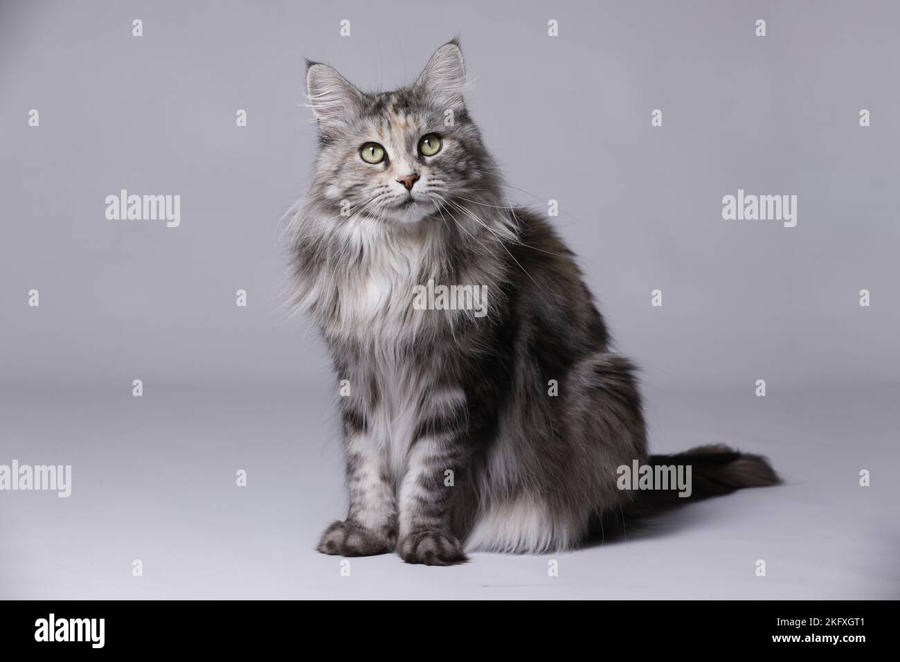 sitting Maine Coon Stock Photo - Alamy