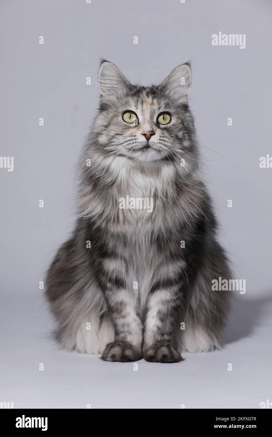 sitting Maine Coon Stock Photo - Alamy