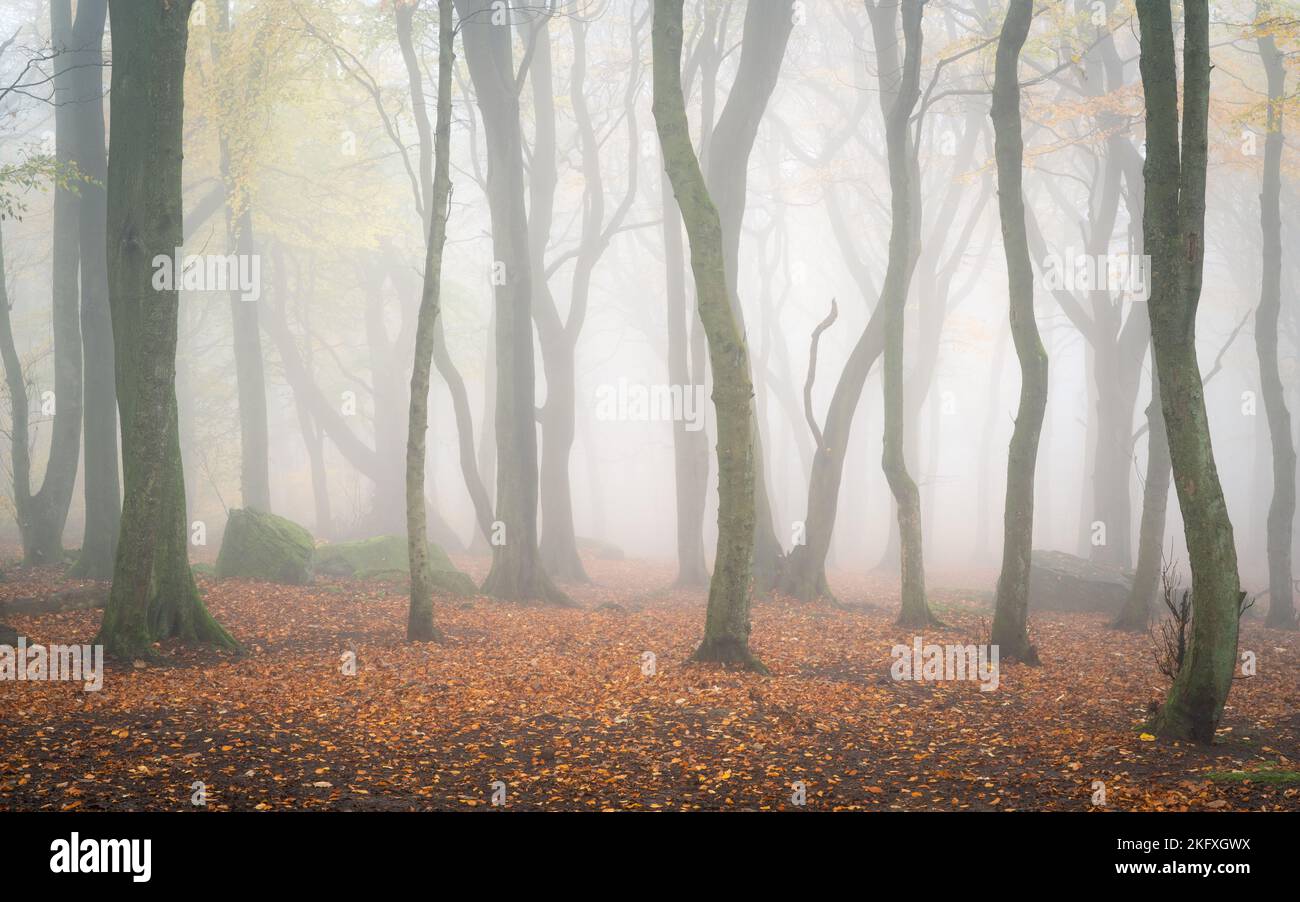 Beech trees stripped of their autumn foliage by the oncoming winter ...