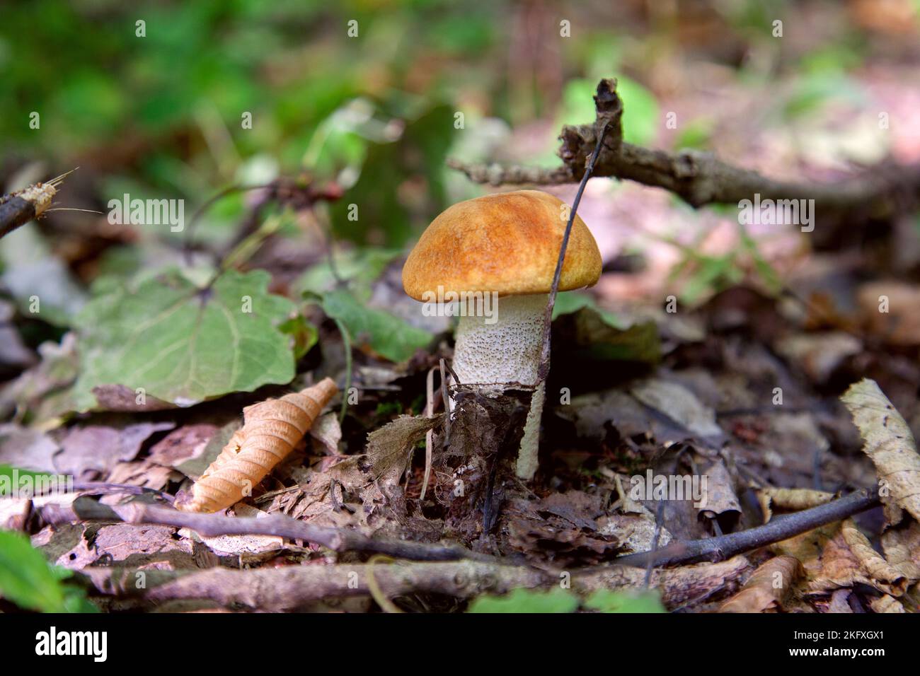 Orange cap boletus. Crop of forest edible mushrooms. A young boletus ...