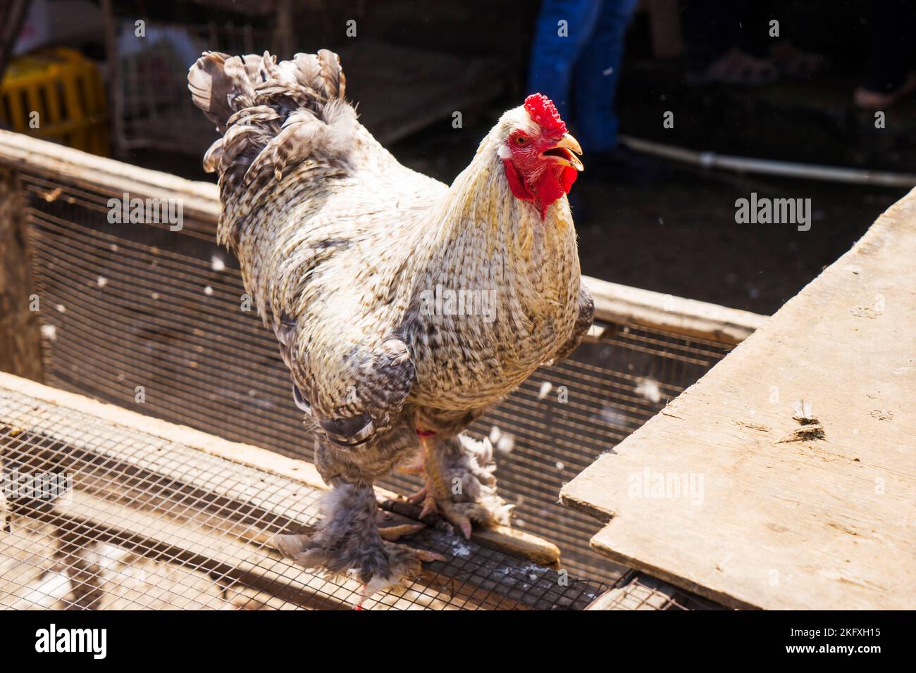 bords ,roosters with black and white plumage are sold on the market ...