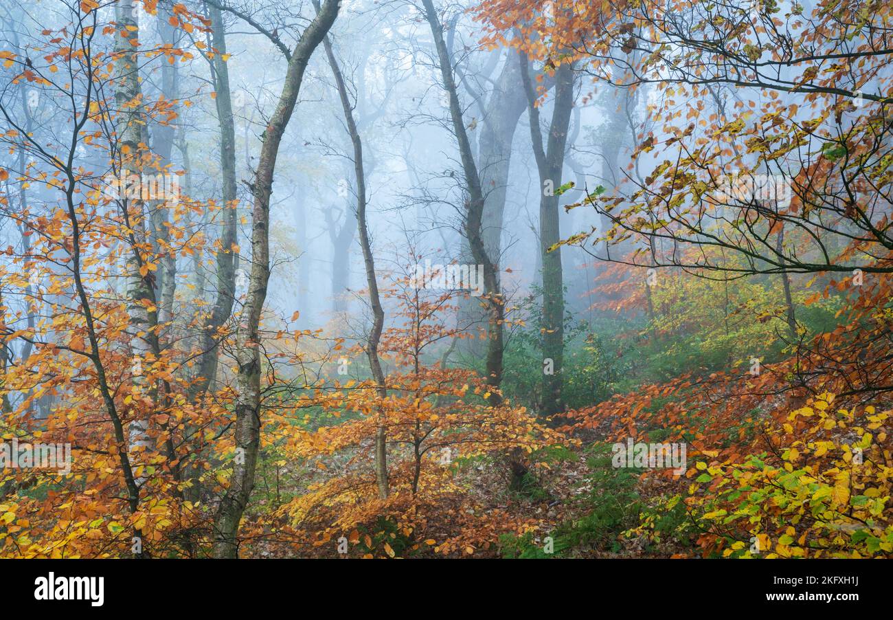 A riot of autumnal colour frames a woodland scene in Chevin Forest Park ...