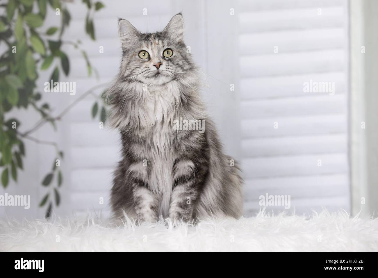 sitting Maine Coon Stock Photo - Alamy