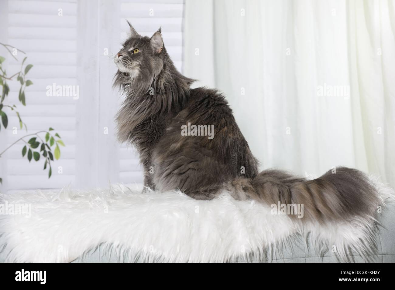 sitting Maine Coon Stock Photo - Alamy