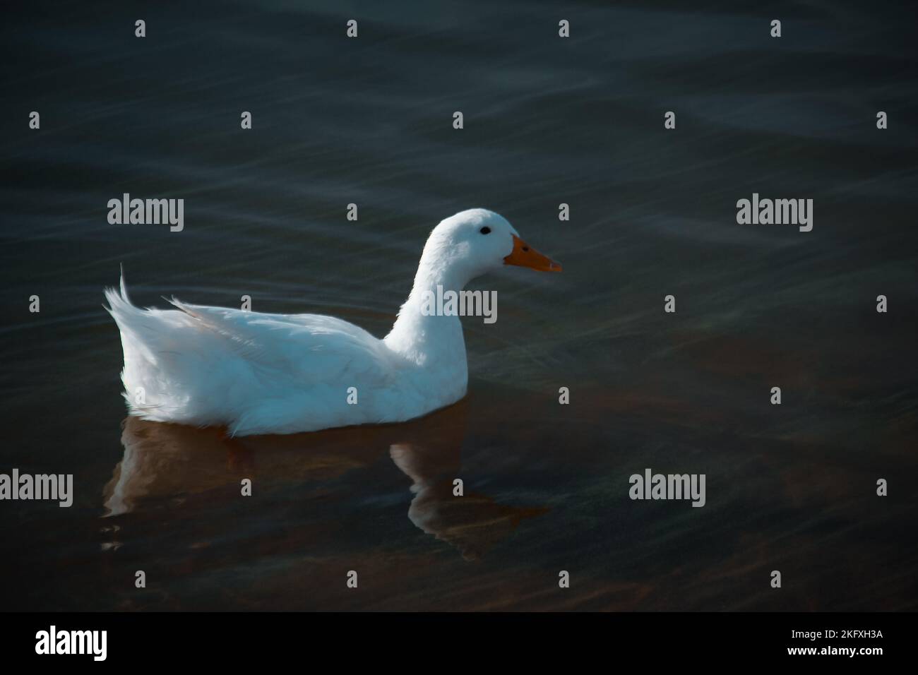 A white Pekin duck swimming on the lake Stock Photo - Alamy