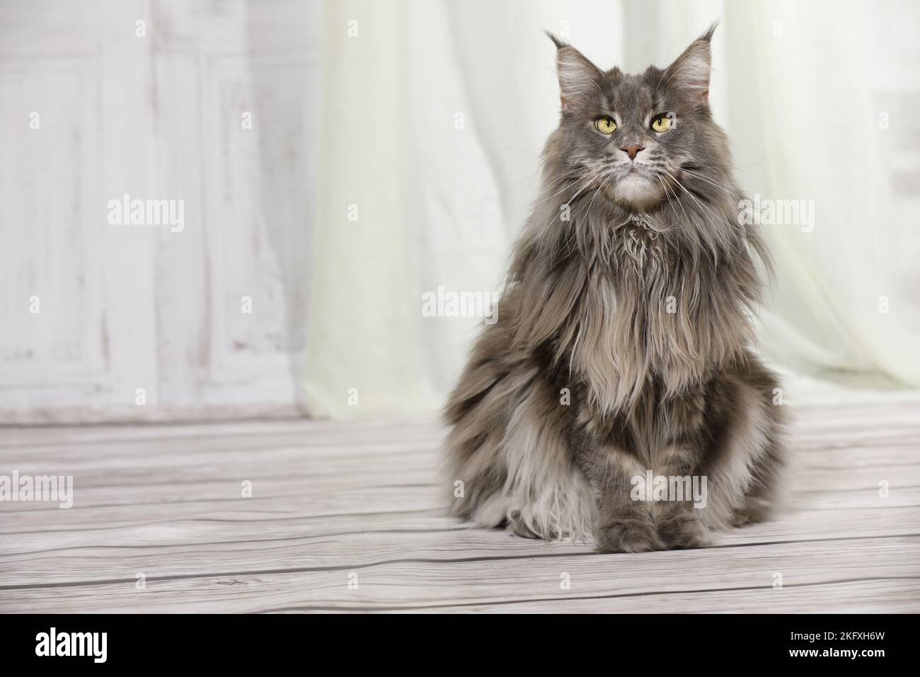 sitting Maine Coon Stock Photo - Alamy