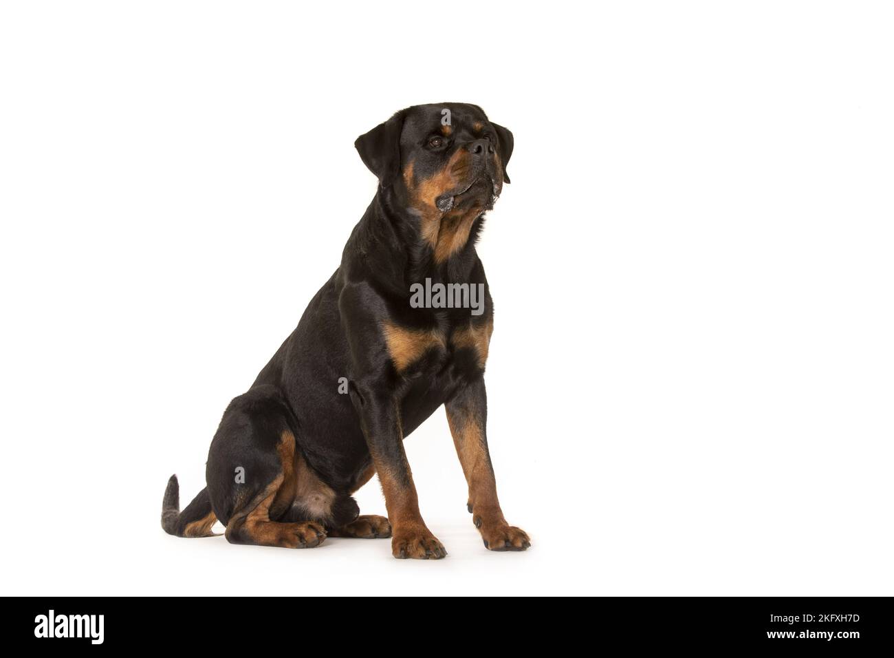 Adult rottweiler Cut Out Stock Images & Pictures - Alamy