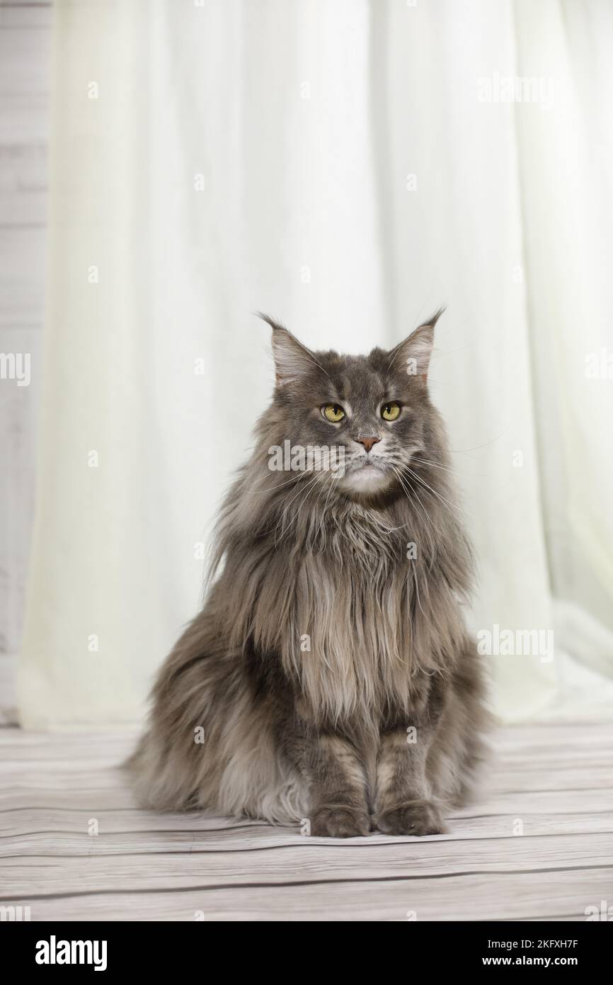 sitting Maine Coon Stock Photo - Alamy